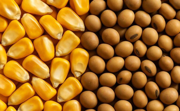 Legacy Seeds Corn and Soybean Business Joins GDM's Mustang Seeds - Seed ...