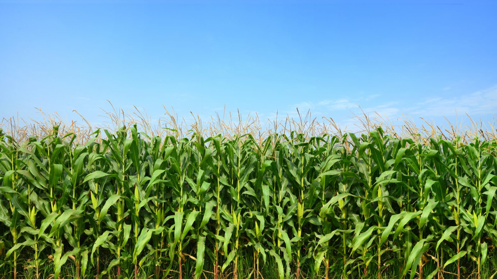 Brazil's 2024/25 Corn Crop Poised for Record-Breaking Harvest Amid ...