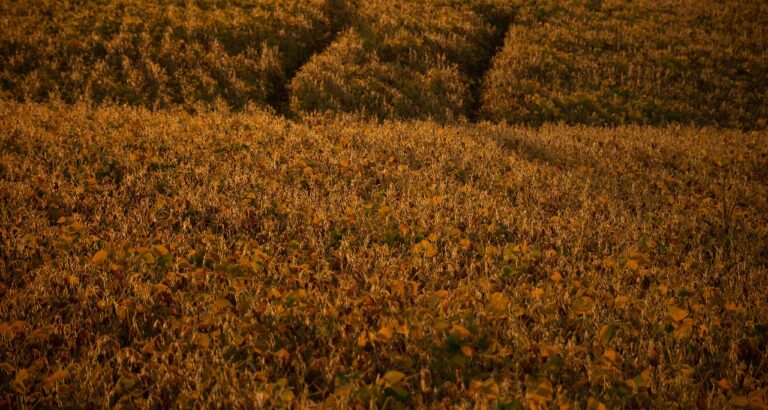 Adoption Record: Transgenic Crops Reached 210 Million Hectares in 2024 ...