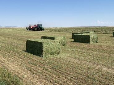 Inside the Breeding Revolution Bringing Alfalfa Back From the Brink ...