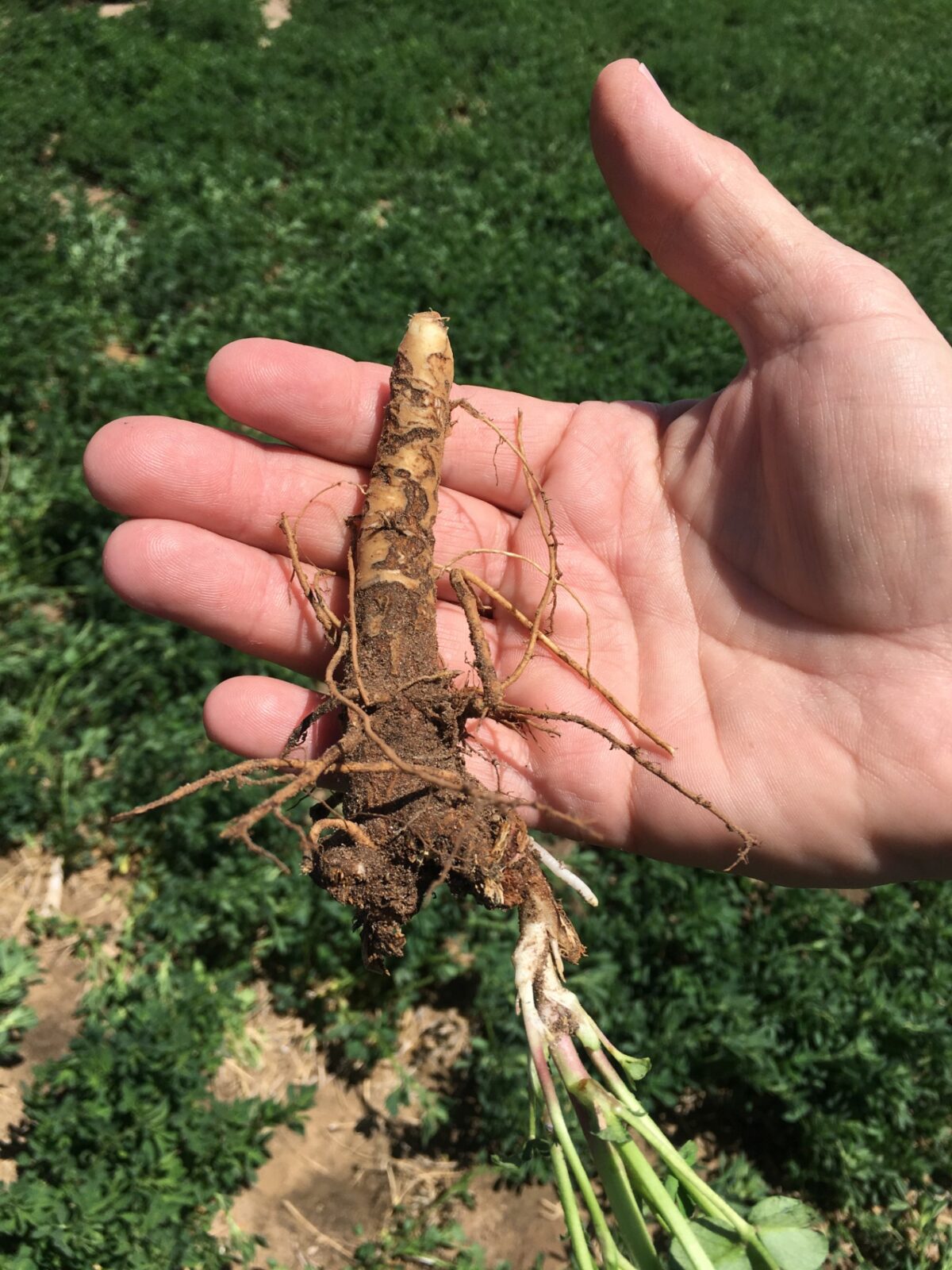 Inside the Breeding Revolution Bringing Alfalfa Back From the Brink ...