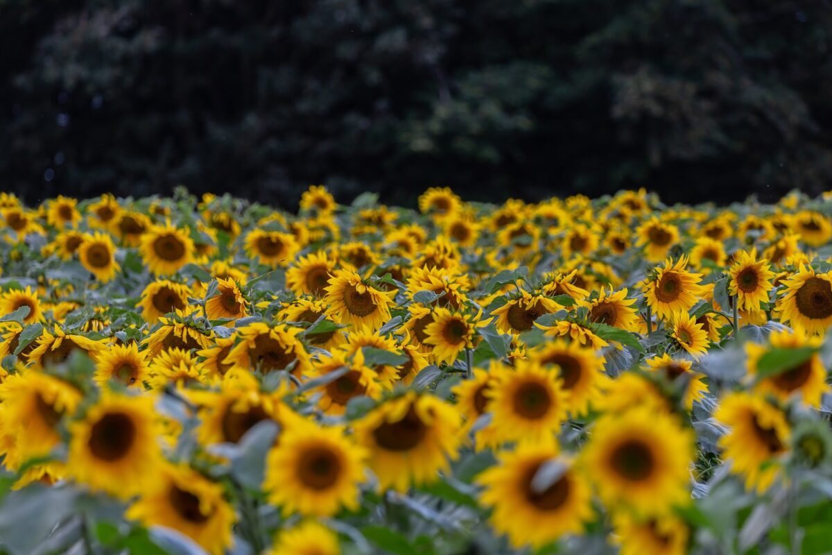 Comprehensive Strategies to Boost Sunflower Yields - Seed World