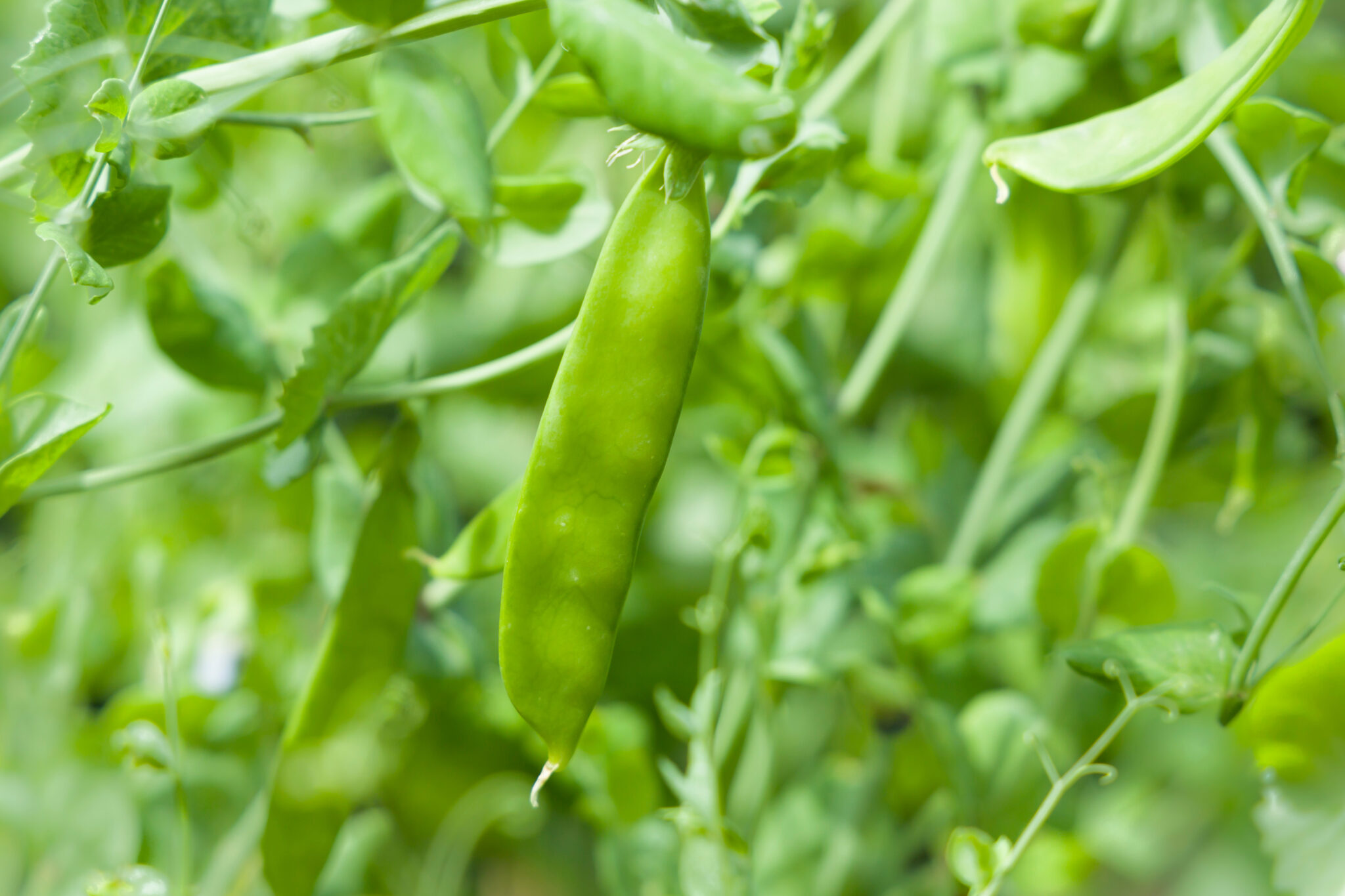 First Confirmed Case of Pea Bruchid in UK Commercial Pea Crop - Seed World