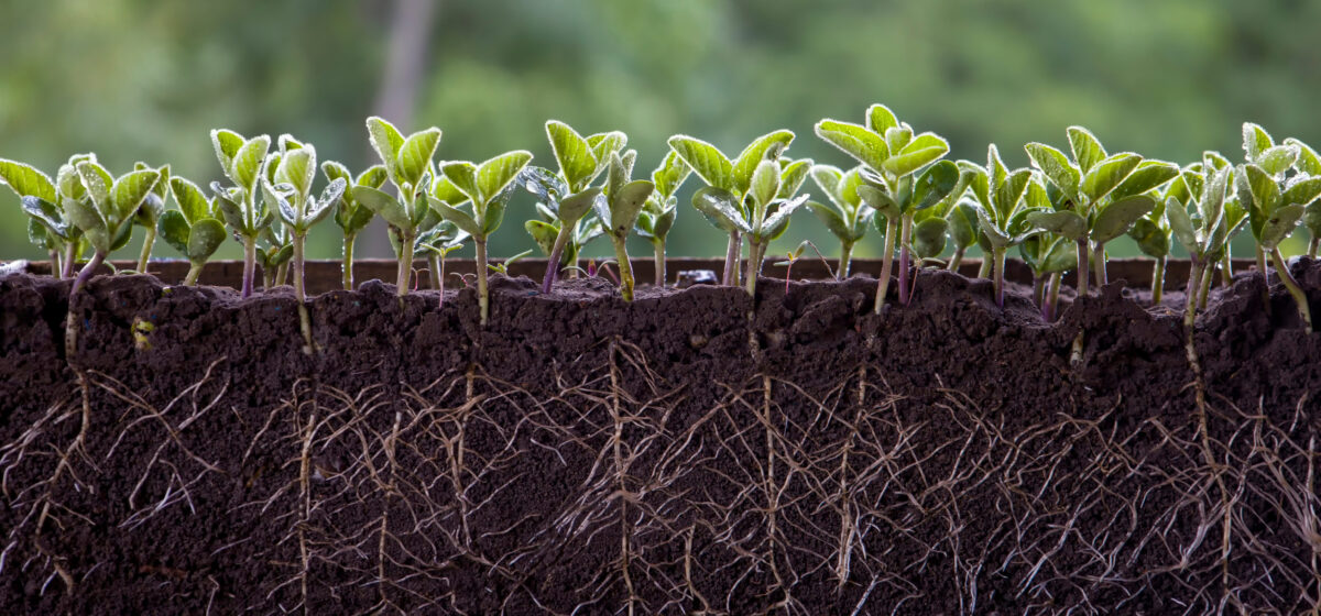 New Study Reveals How Roots Sense Gravity - Seed World