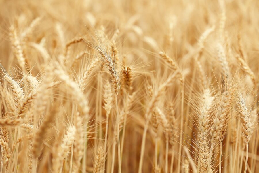 Why Corteva's Hybrid Wheat Technology is Key to New SpinCo Valuation ...