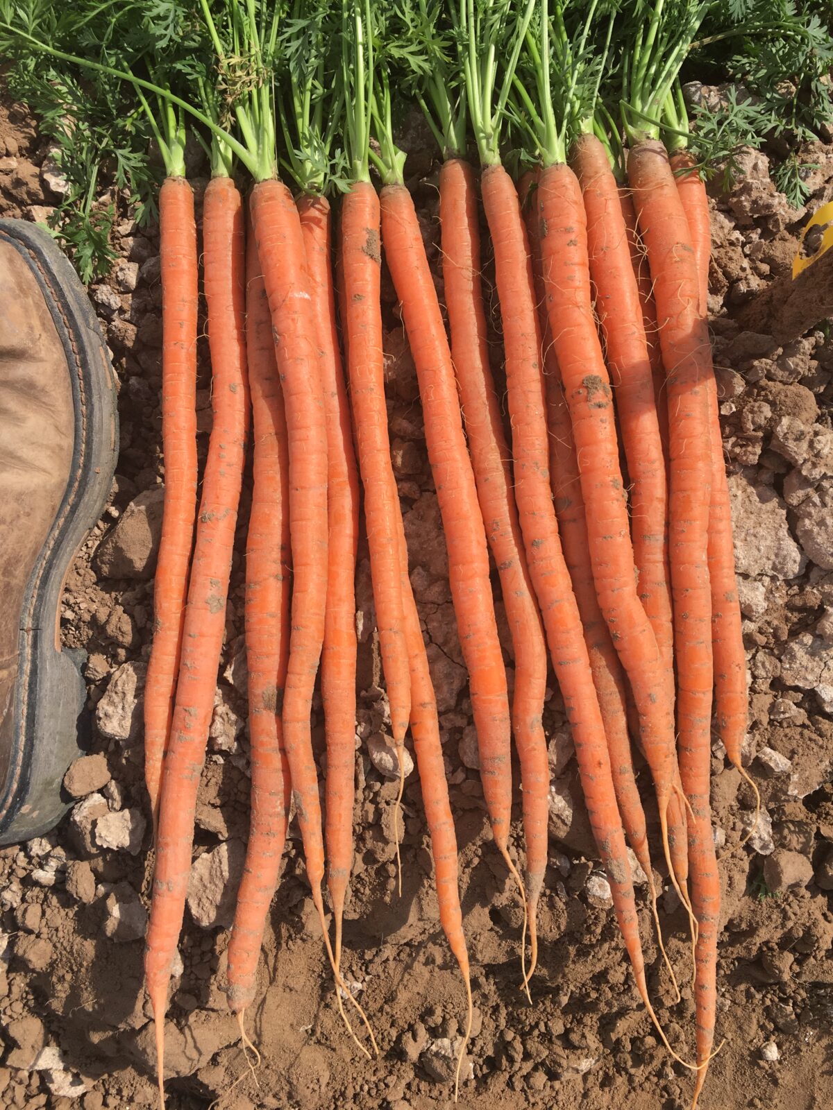 Rooted in Progress: Reinventing the Carrot for a Changing World - Seed ...
