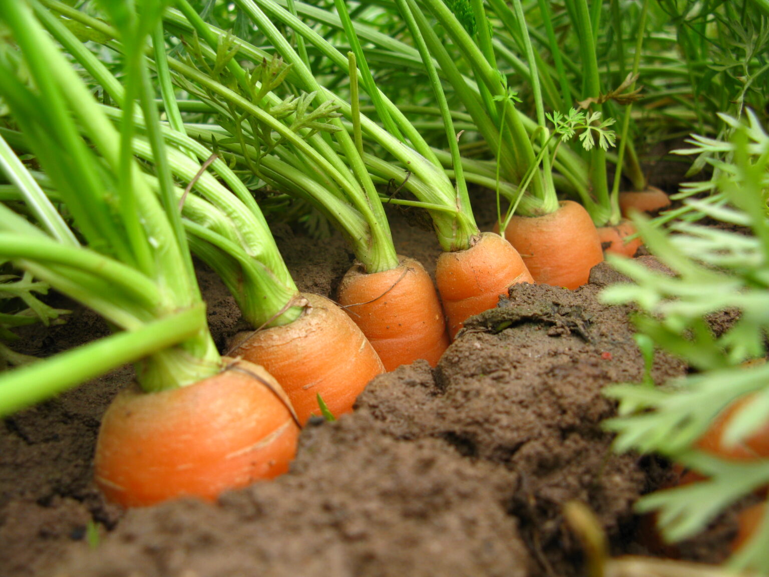 Rooted in Progress: Reinventing the Carrot for a Changing World - Seed ...