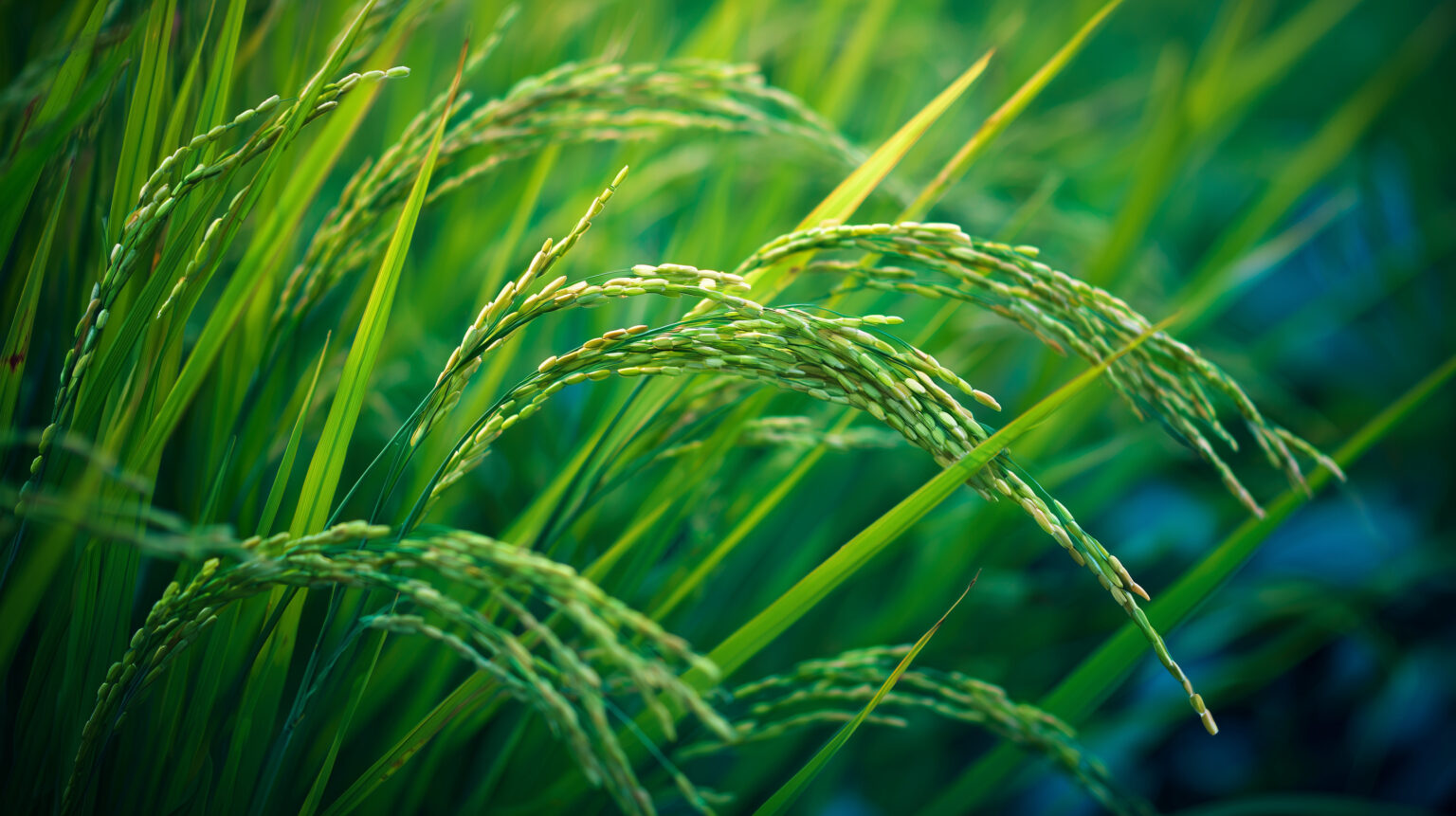 Scientists Identify Rice Varieties That Could Help Cut Methane ...