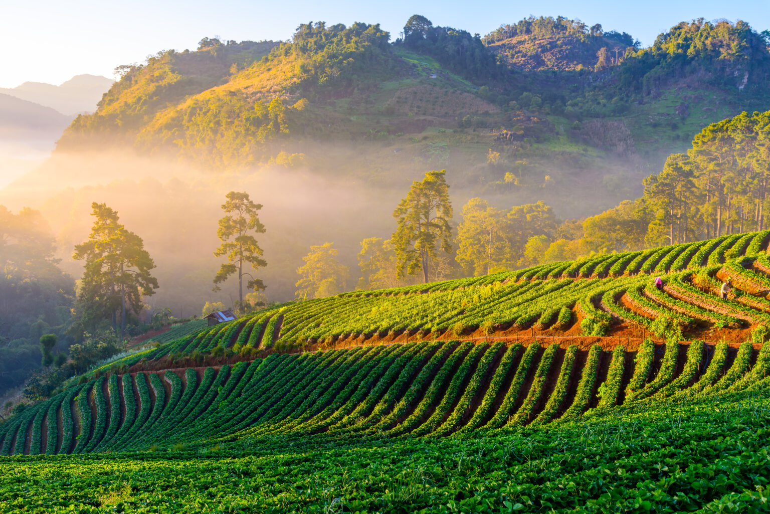Beyond Yield: The New Frontier of Sustainable Agricultural Growth ...