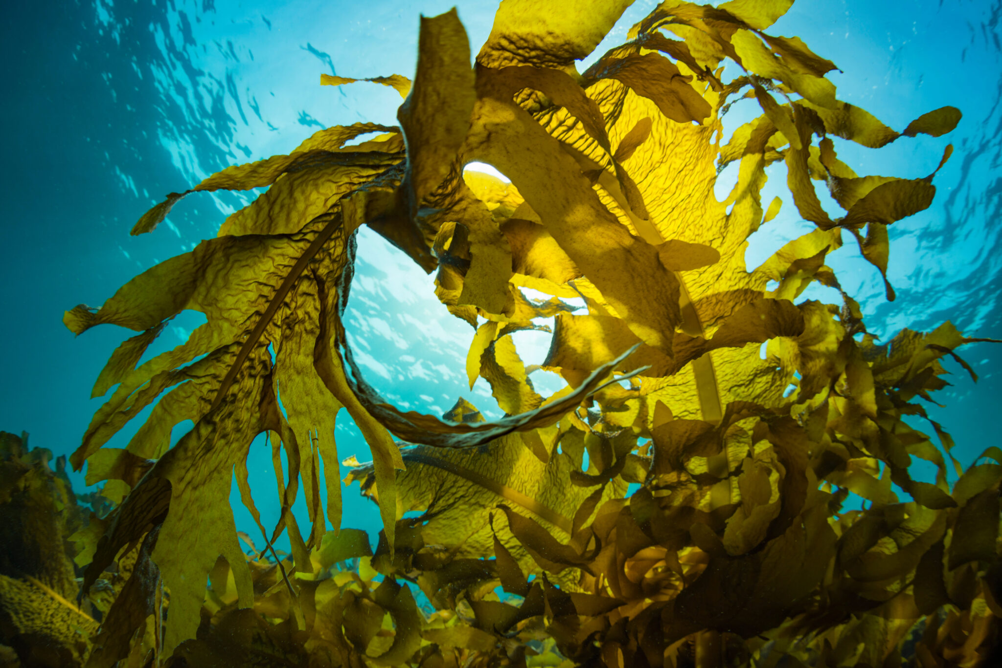 The Future of Farm Biostimulants May Start in the Sea - Seed World