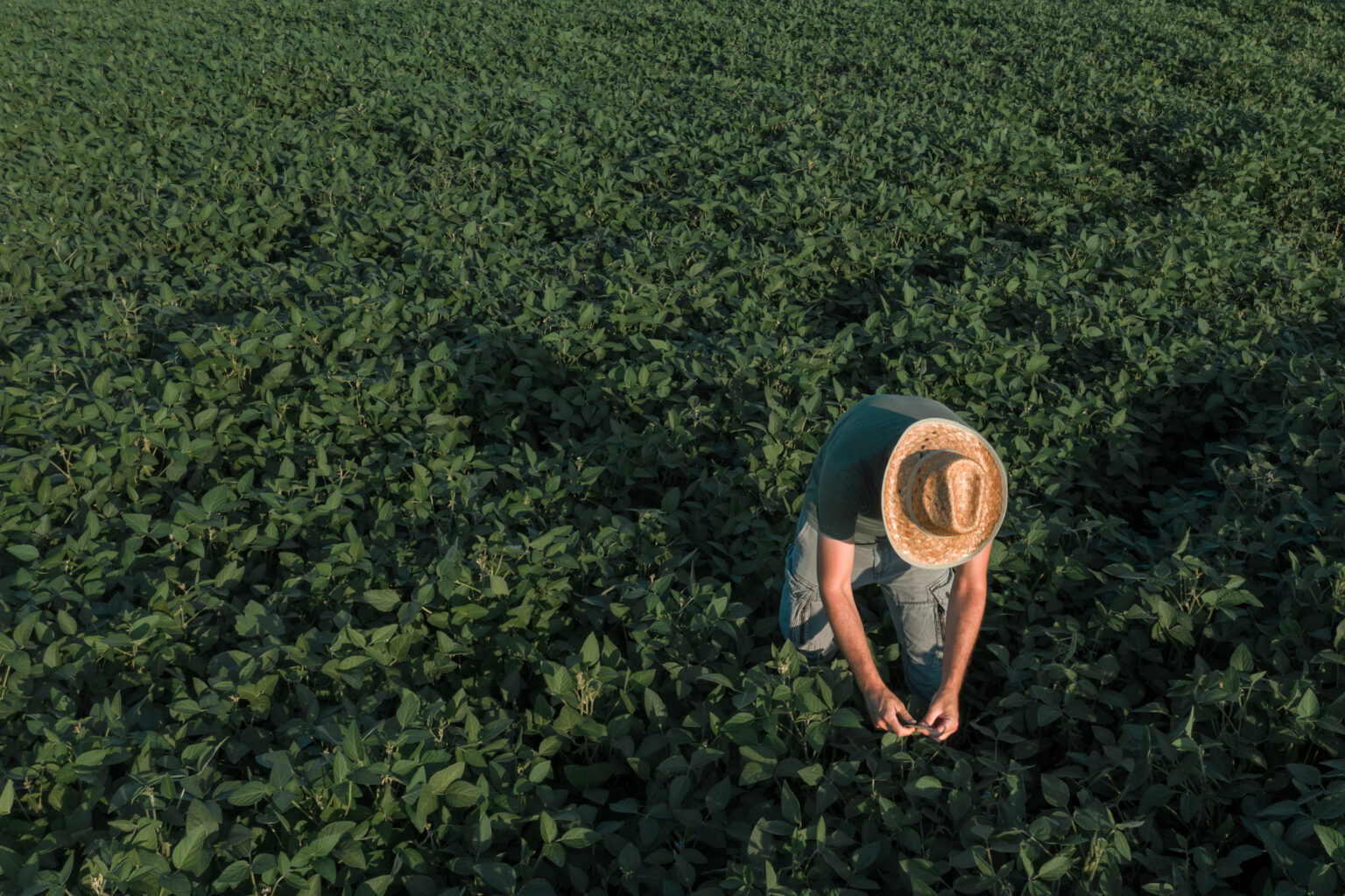 Understanding Endophytes from Field Results to the Biology that Drives ...
