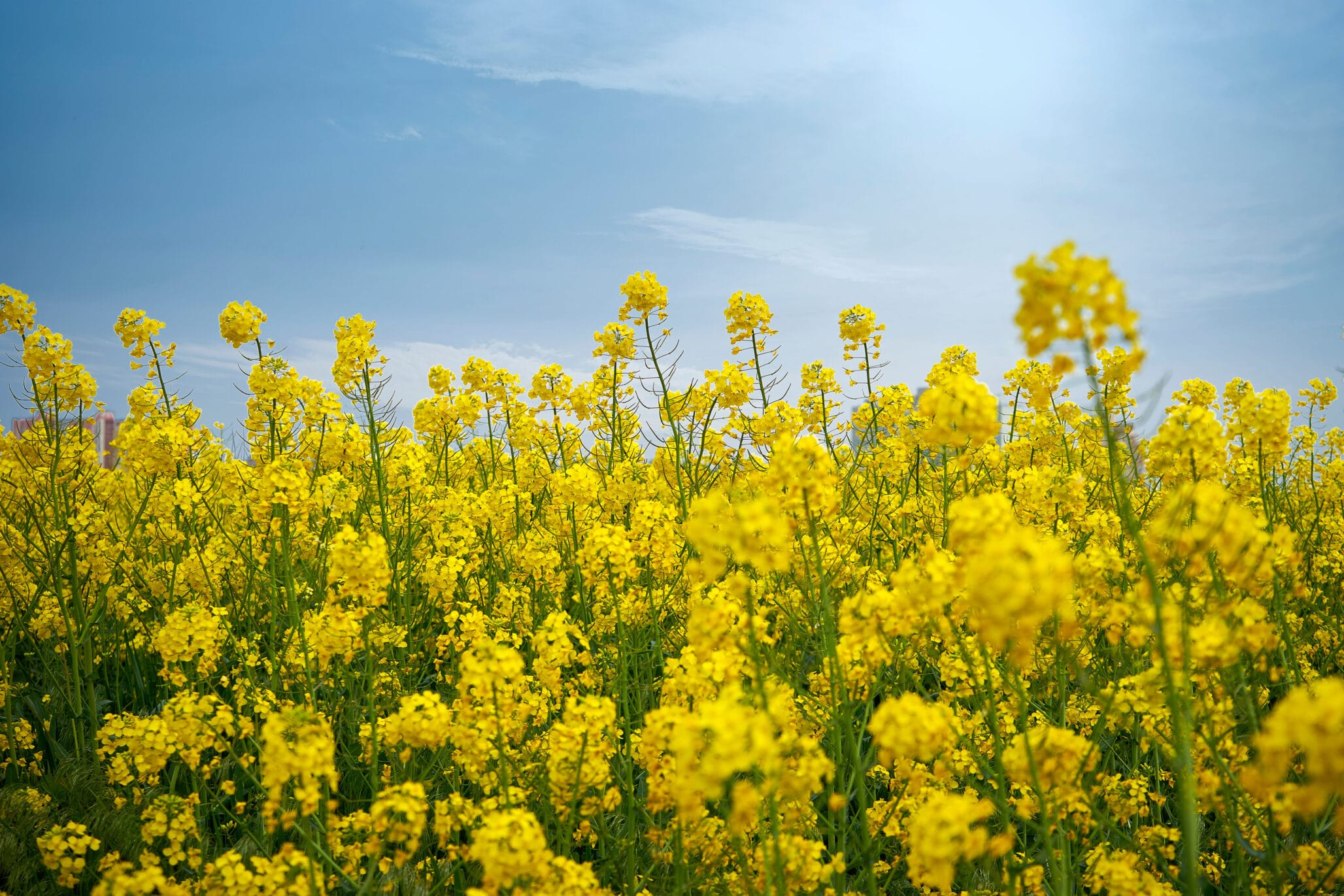 Genome-Based Models Predict Rapeseed Flowering Time and Yield - Seed World