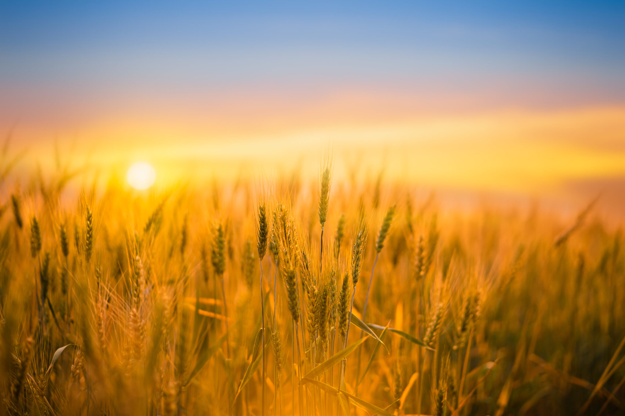 Scientists Uncover Shared Genetic Adaptations in Barley and Wheat ...