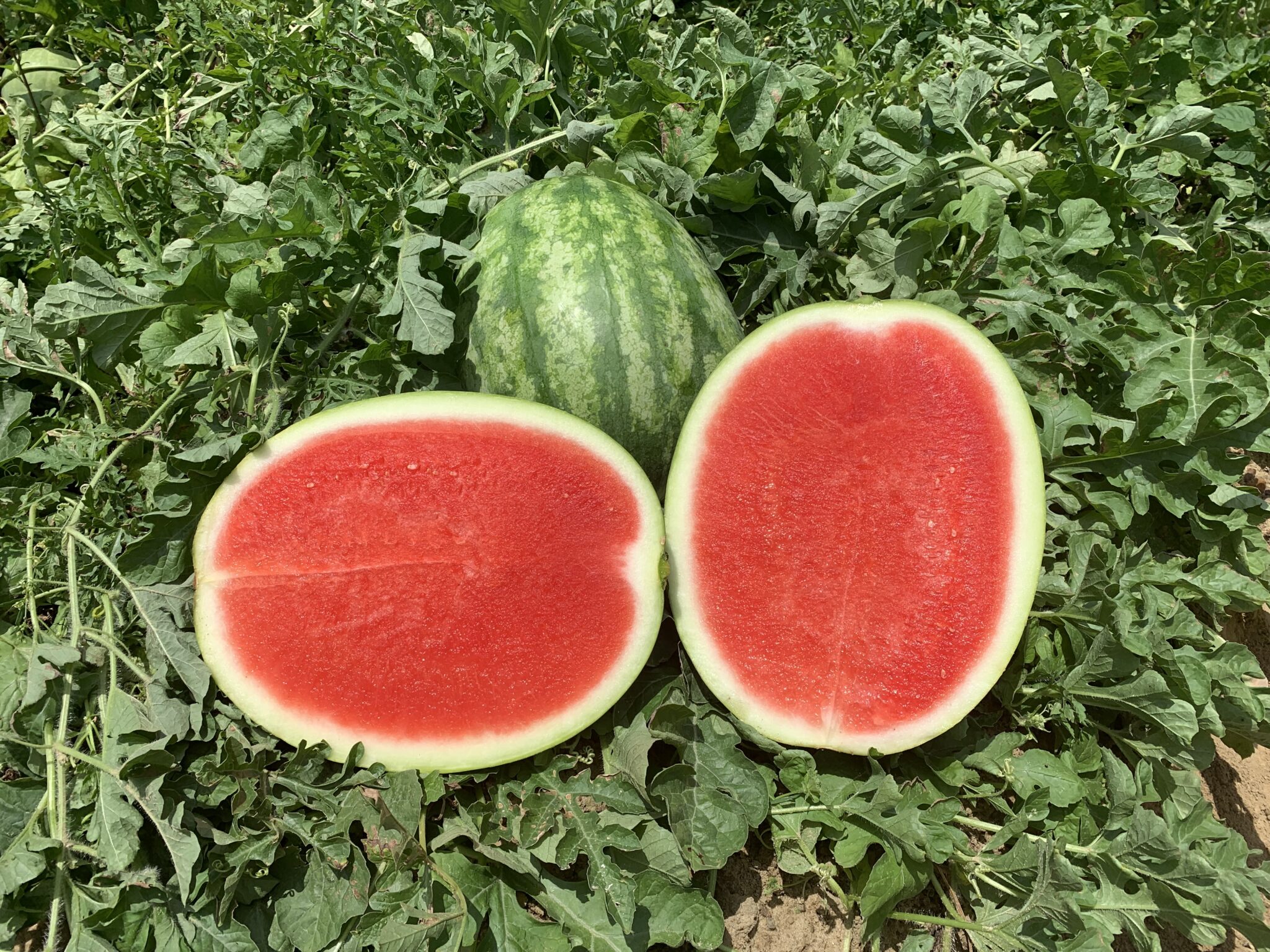 Watermelon in the Lab and the Field: Breeding the Perfect Bite - Seed World