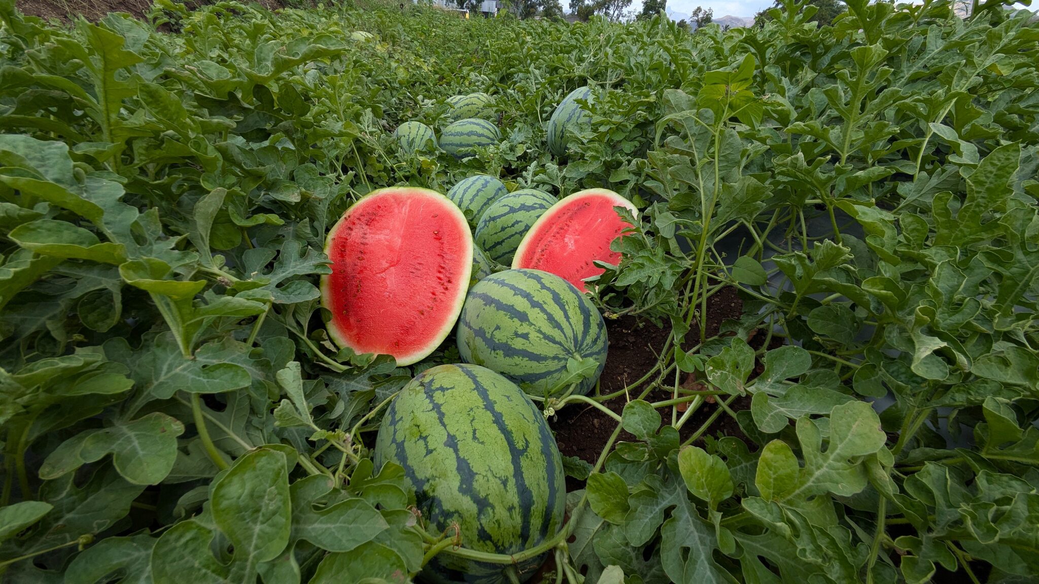 Watermelon in the Lab and the Field: Breeding the Perfect Bite - Seed World