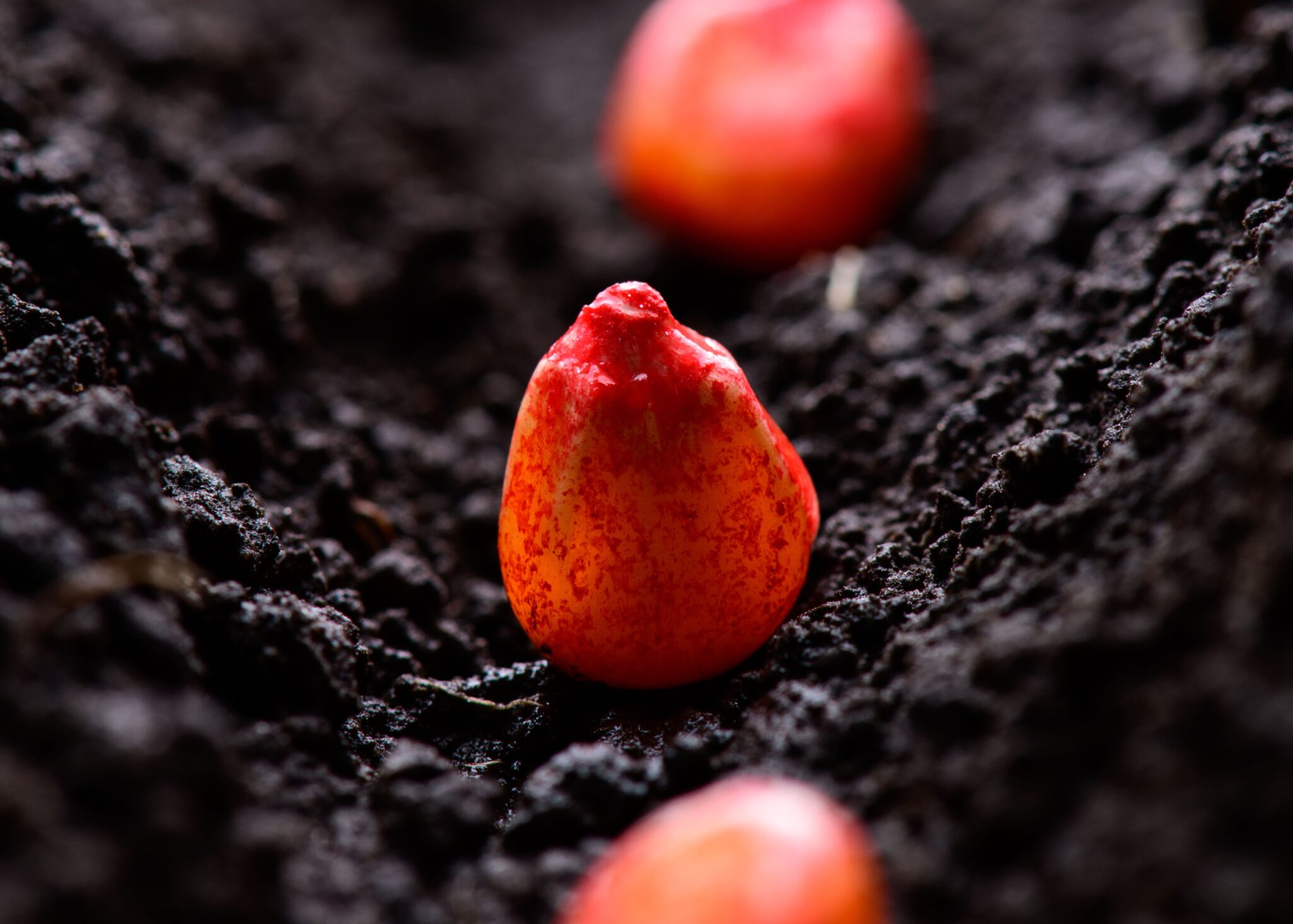Empowering Africa, One Seed at a Time - Seed World