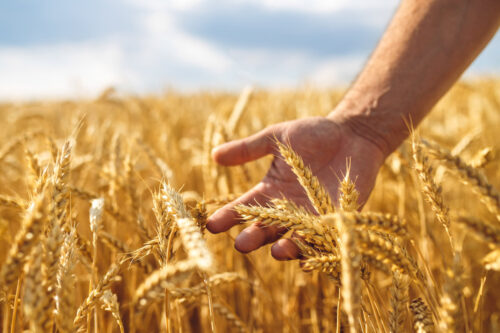 Federal Budget Cuts Put Canada’s Wheat Breeding System at Risk, New ...