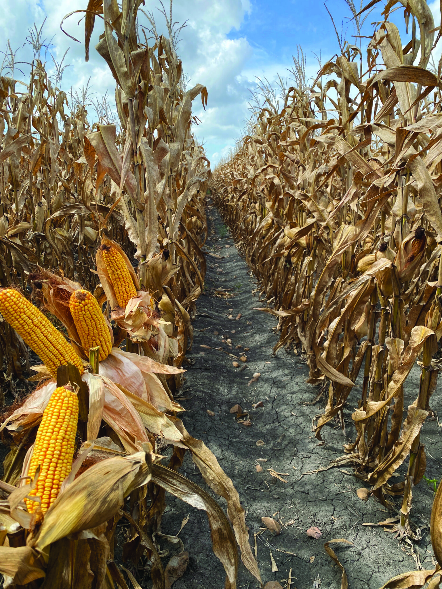 Corn Moves South - Seed World