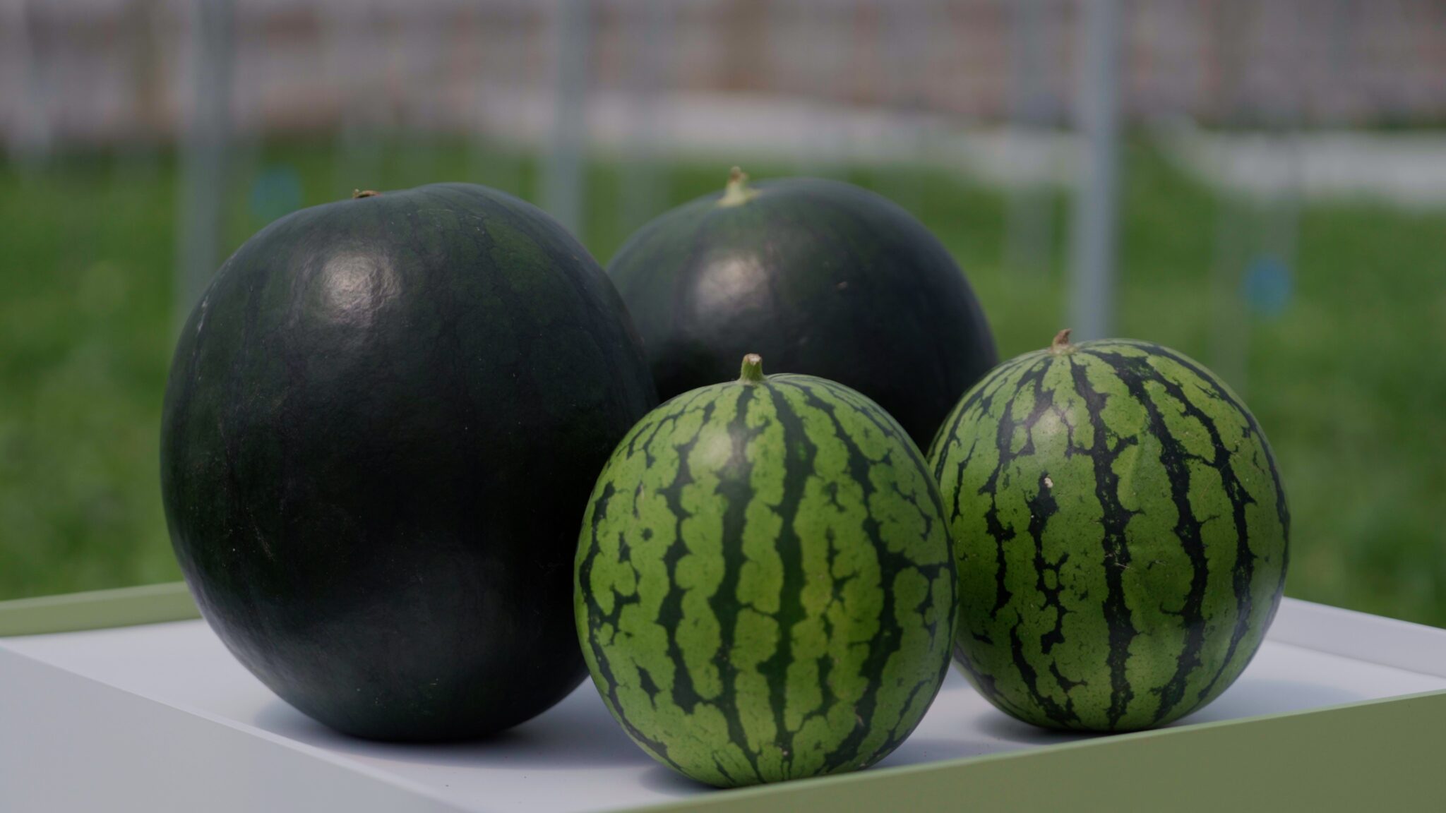 Watermelon Breeding Under Pressure: What Growers and Breeders Are Up ...