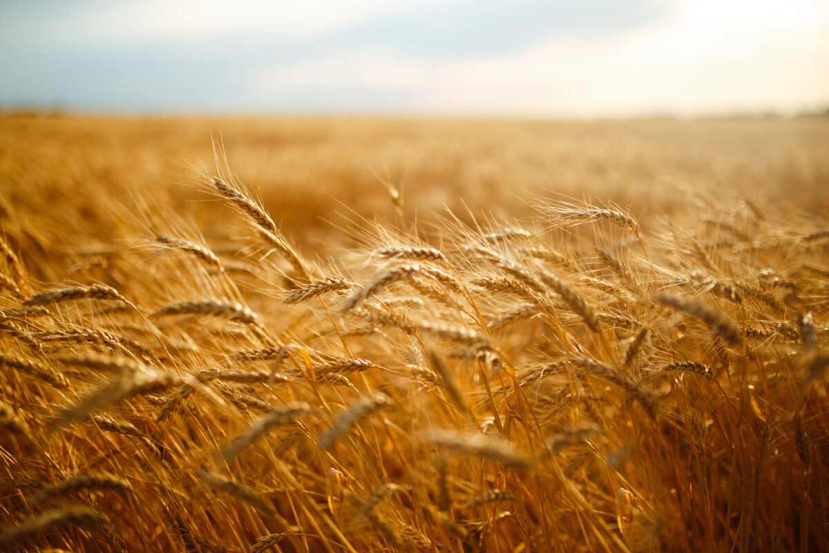 Rothamsted Barley Becomes First Crop Cleared Under UK Precision ...