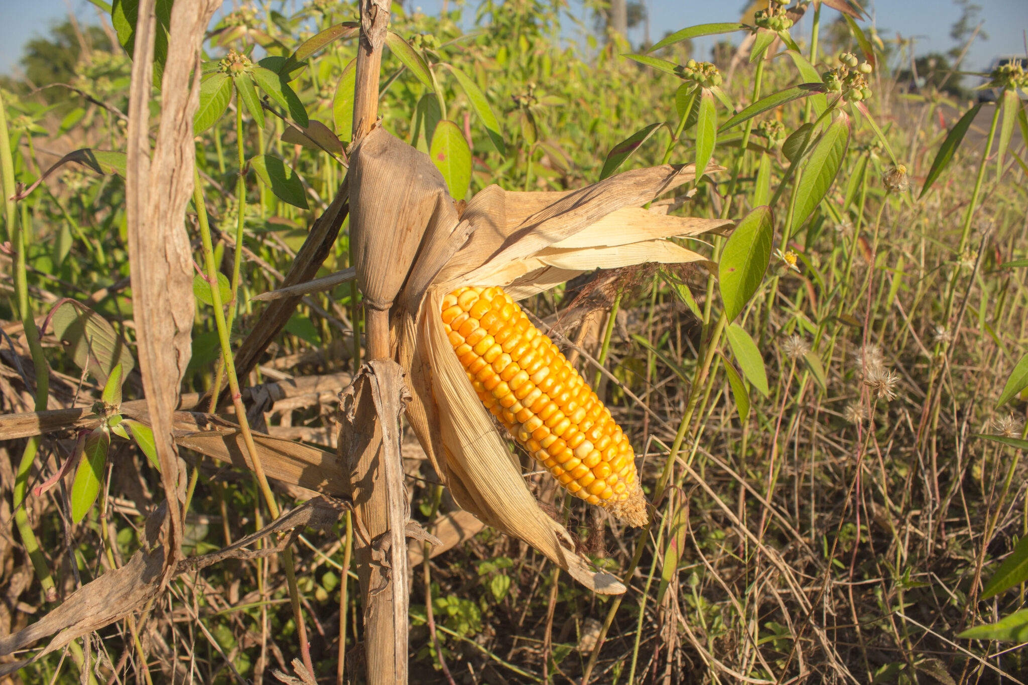 Corn Stunt Diseases Pose Growing Threat to Brazil’s Maize Production ...