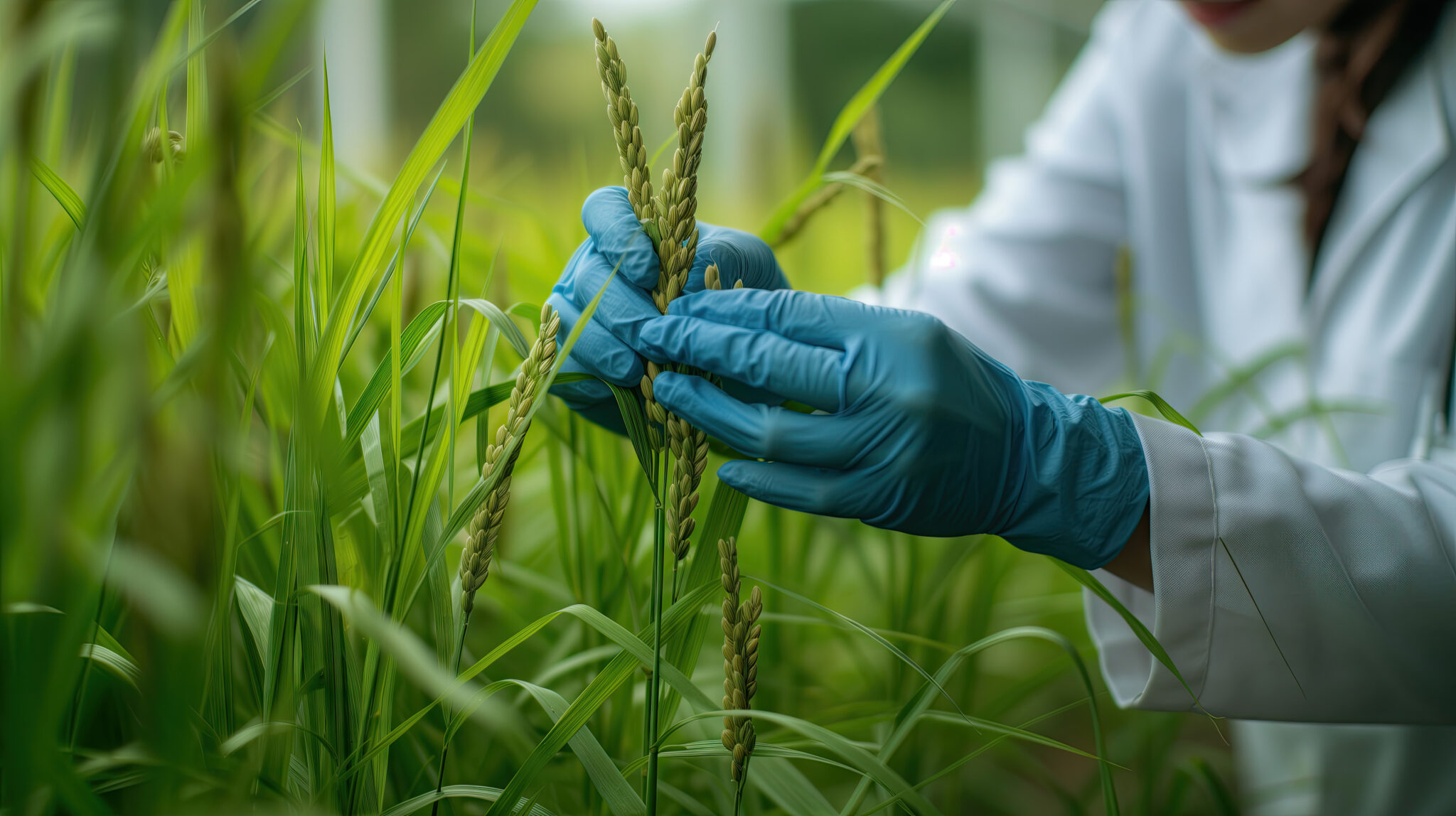Euroseeds Welcomes Member States’ Backing of NGT Regulation Deal - Seed ...