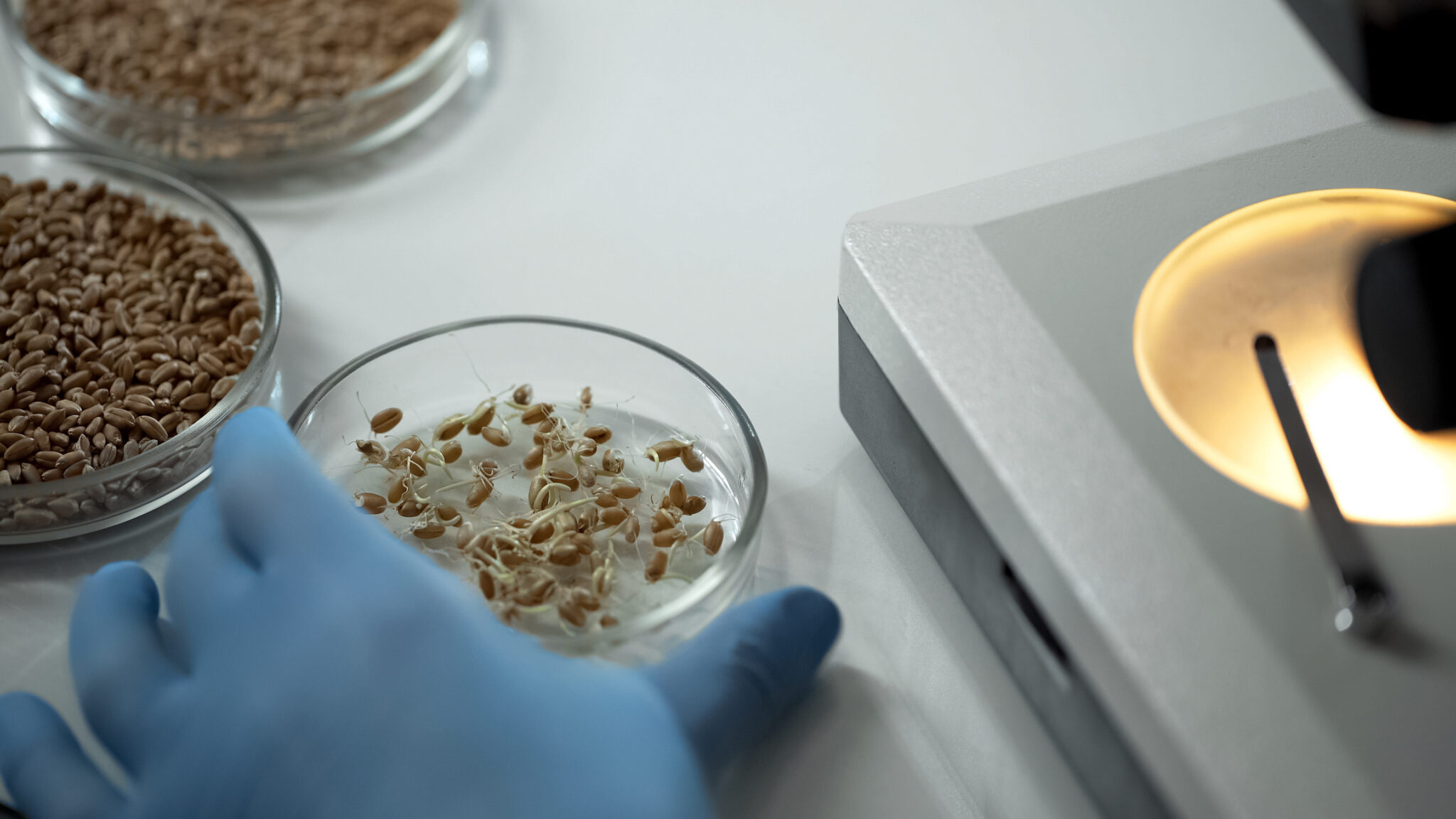 Why Plant Breeding Depends on Persistence