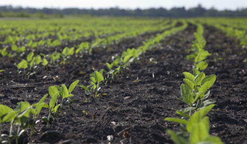 Lumisena Prime Targets Early Soybean Stressors